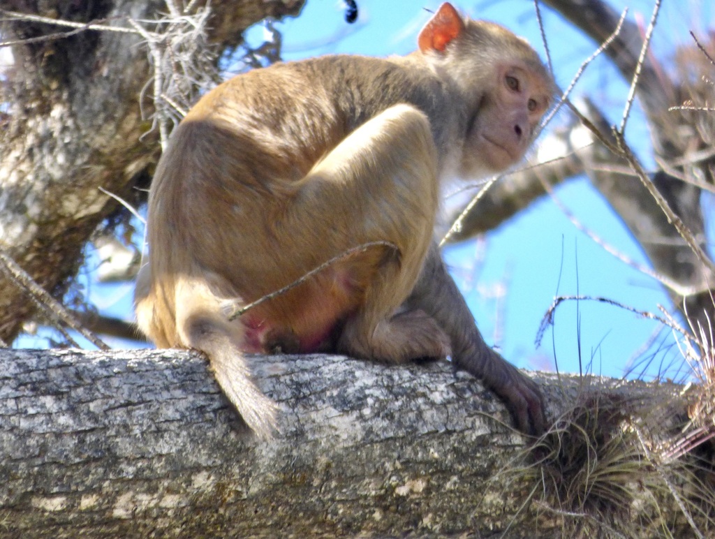 Rhesus Macaque from Marion County, FL, USA on January 3, 2024 at 01:06 ...
