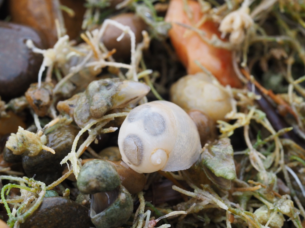 Big-eared Radix from 83 Übersee, Deutschland on November 17, 2023 at 04 ...