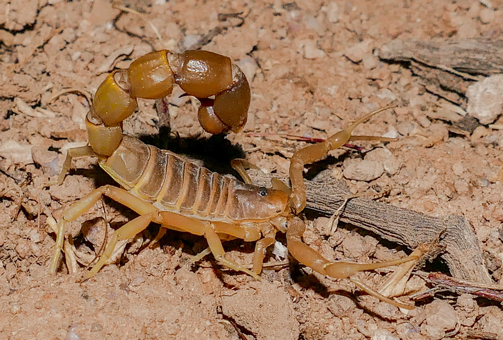 Bald Thicktail Scorpion from Namakwa, Südafrika on January 1, 2024 at ...