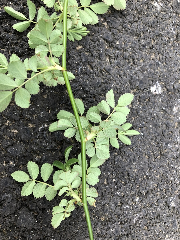 Multiflora Rose (Deer Grove Natural Areas Volunteers Invasive Species ...