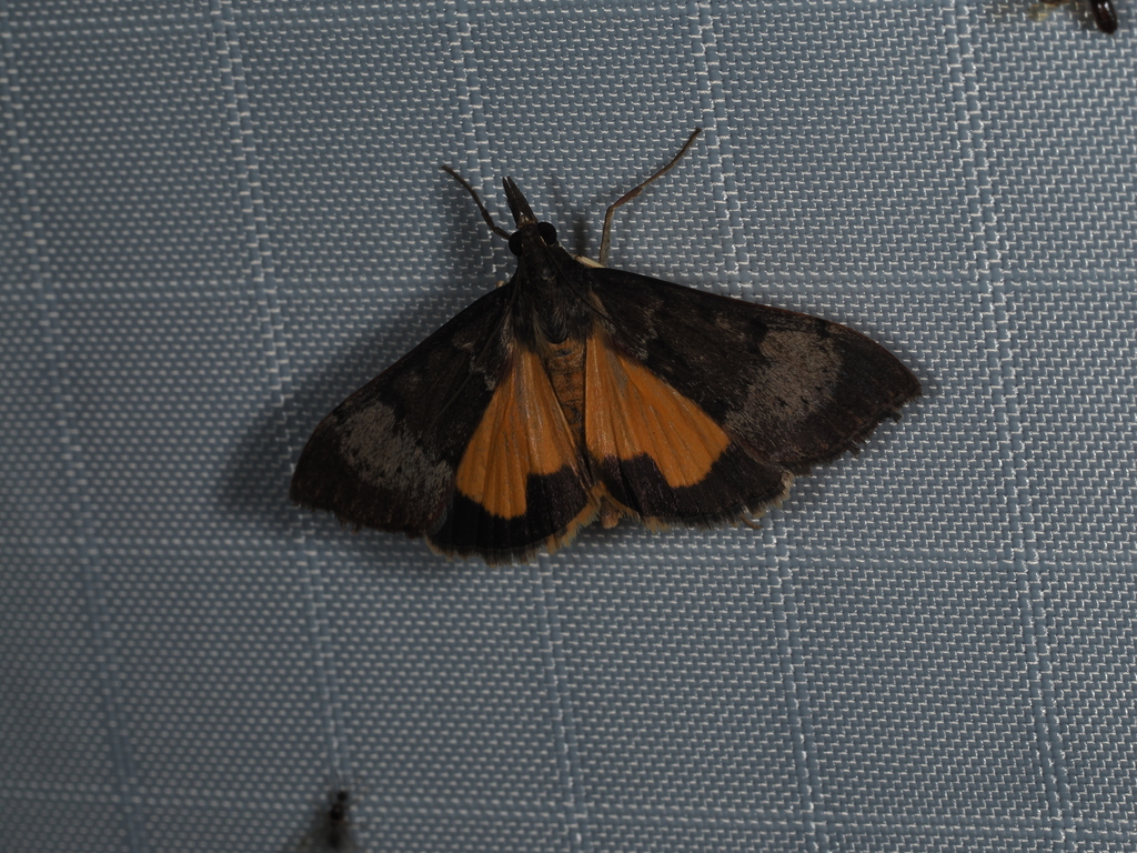 Tree Lucerne Moth from West Epping, NSW, Australia on January 3, 2024 ...