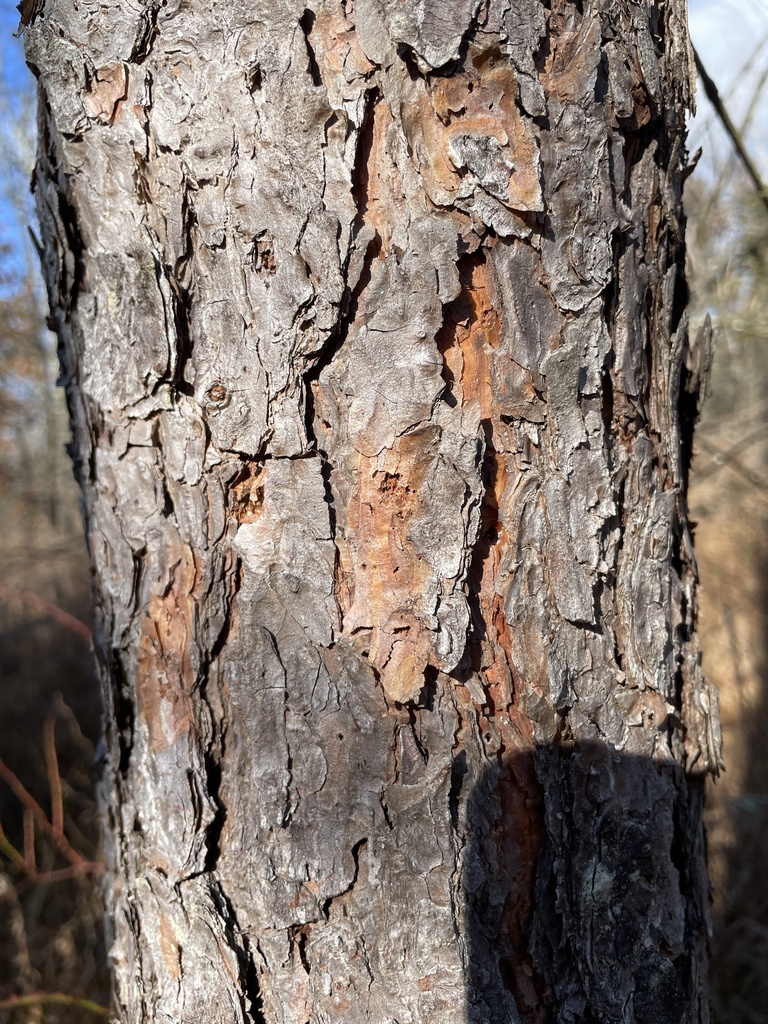 shortleaf pine from Montgomery County, PA, USA on December 29, 2023 at ...