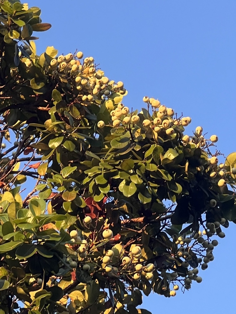 Syzygium forte forte from Banfield Pde, Wongaling Beach, QLD, AU on ...
