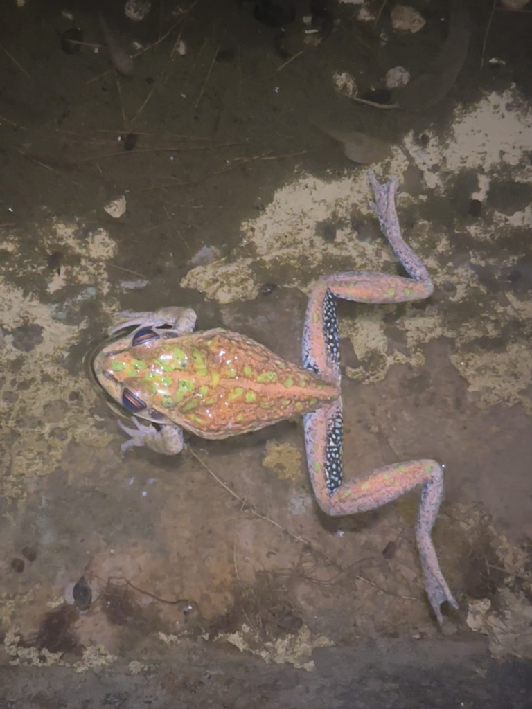 Spotted-thighed Frog from Eucla, WA, AU on January 2, 2024 at 08:00 PM ...