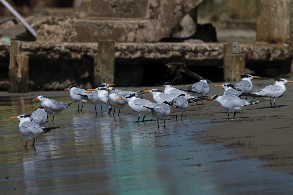 Royal Tern from Arroyo, Puerto Rico on December 25, 2023 at 10:46 AM by ...