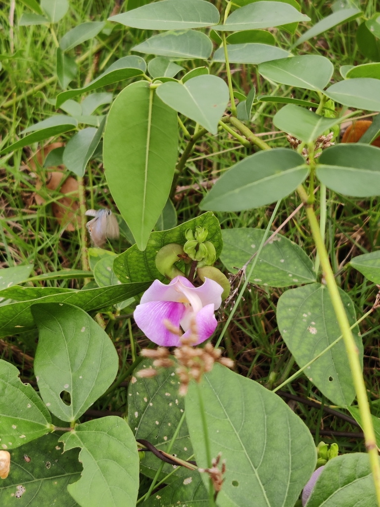 Faboideae from SH66, Andhakaranazhy, Thuravoor Thekku, Kerala 688531 ...