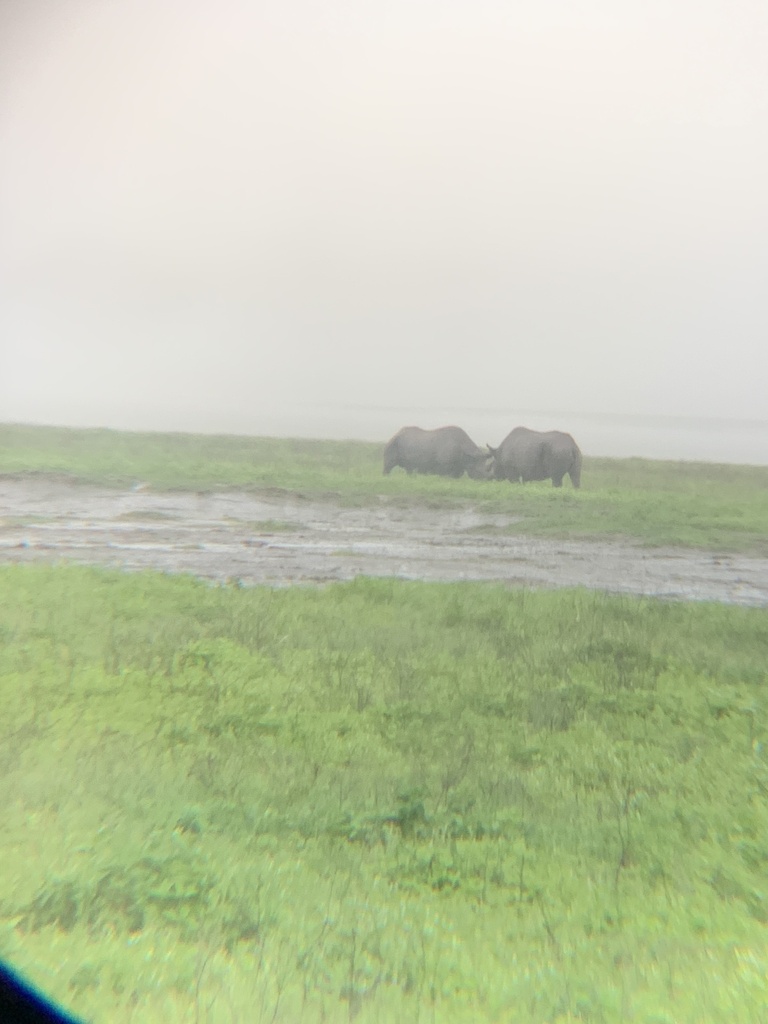 Eastern Black Rhinoceros in January 2024 by costanza_rampini · iNaturalist