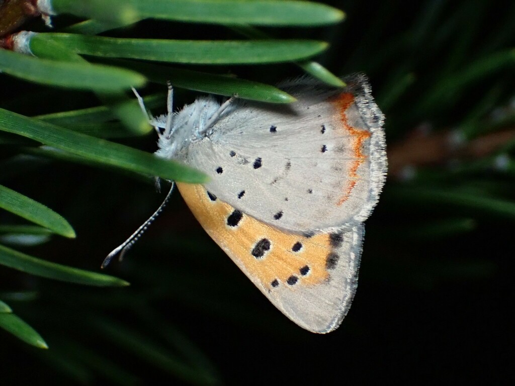 American Copper in August 2023 by Angus Mossman. Perched after dark in ...