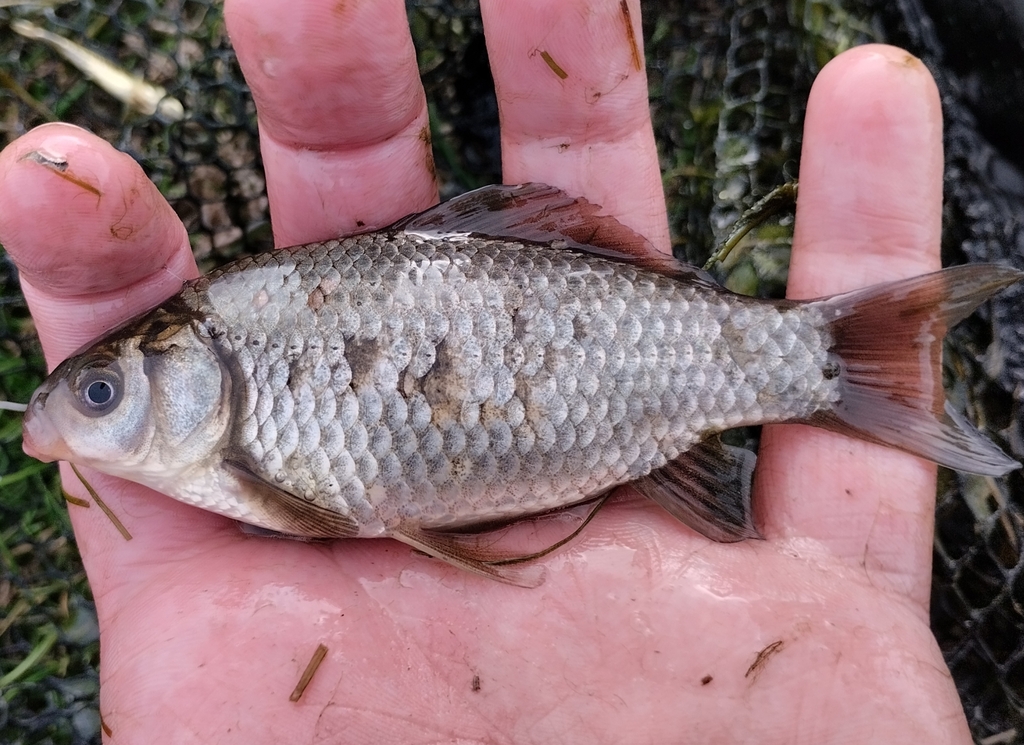Prussian Carp from Беляевский район, Одесская область, Украина on ...