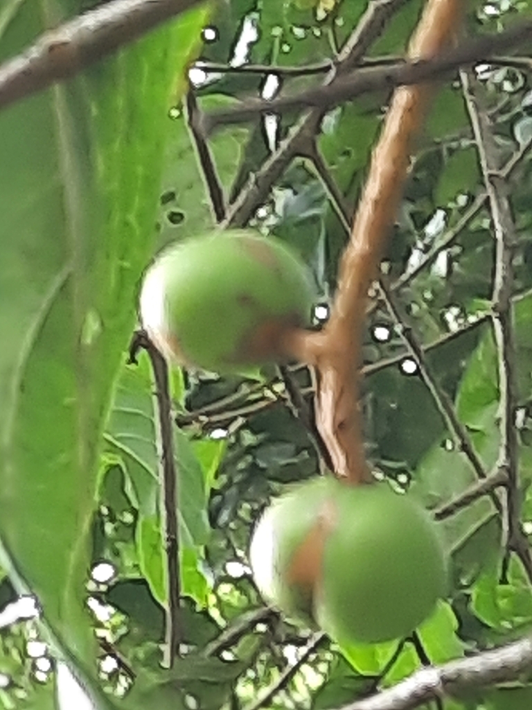 Prunus ceylanica in January 2024 by V.Arun · iNaturalist