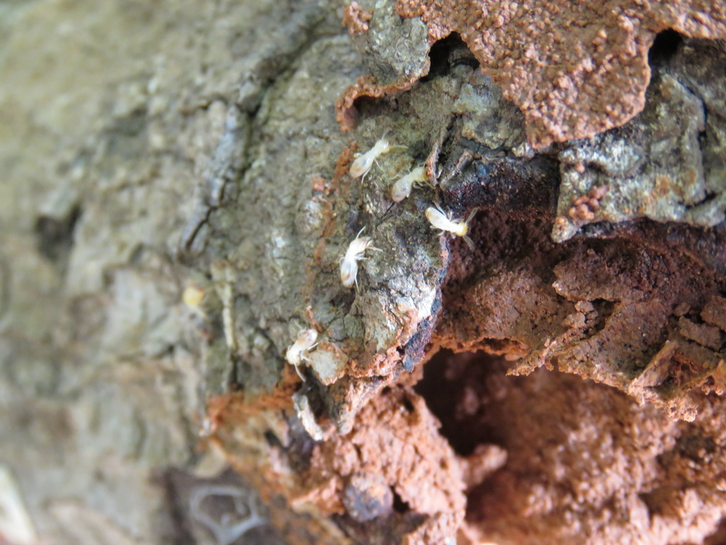 Termites from Quinhámel, Guinea-Bissau on March 20, 2019 at 09:32 AM by ...
