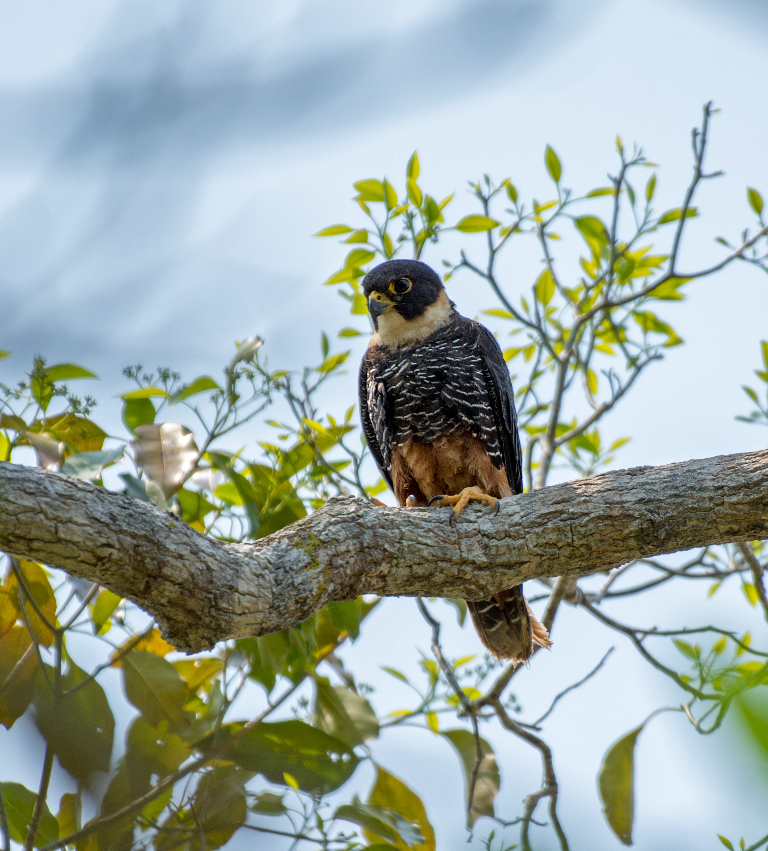 Bat Falcon from Poconé - State of Mato Grosso, 78175-000, Brazil on ...