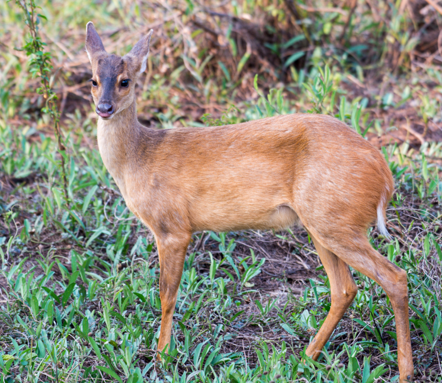 Common Red Brocket from Poconé - State of Mato Grosso, 78175-000 ...