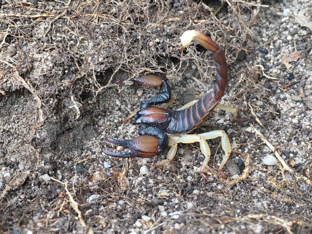 Namaqua Burrowing Scorpion from West Coast, ZA-WC, ZA on December 29 ...
