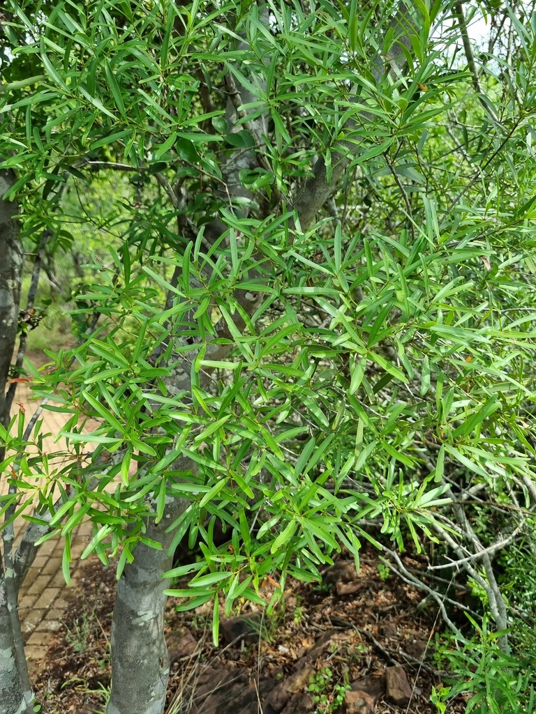 White-Stem Guarri from Ehlanzeni District Municipality, South Africa on ...