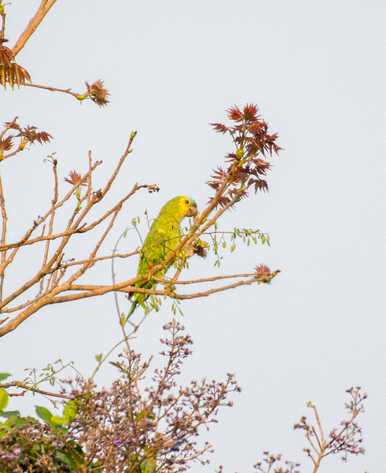 Turquoise-fronted Parrot in September 2016 by Alan Dahl · iNaturalist