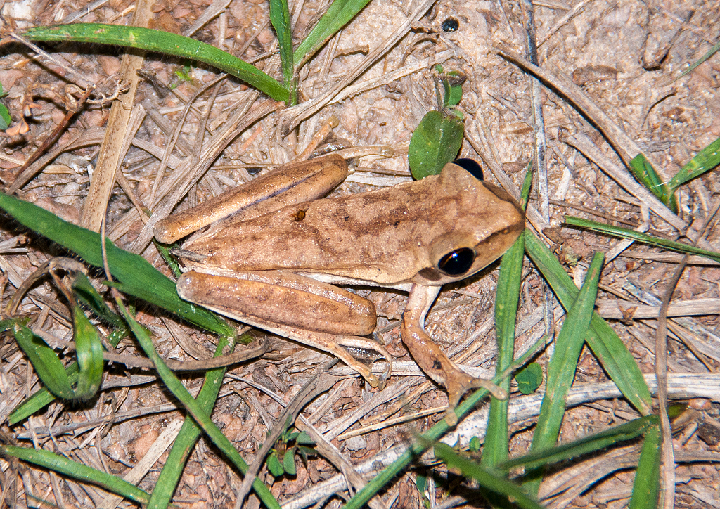 Chaco Tree Frog from Corumbá - State of Mato Grosso do Sul, Brazil on ...