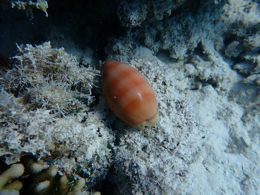 Cowries from Red Sea by mrumluj · iNaturalist