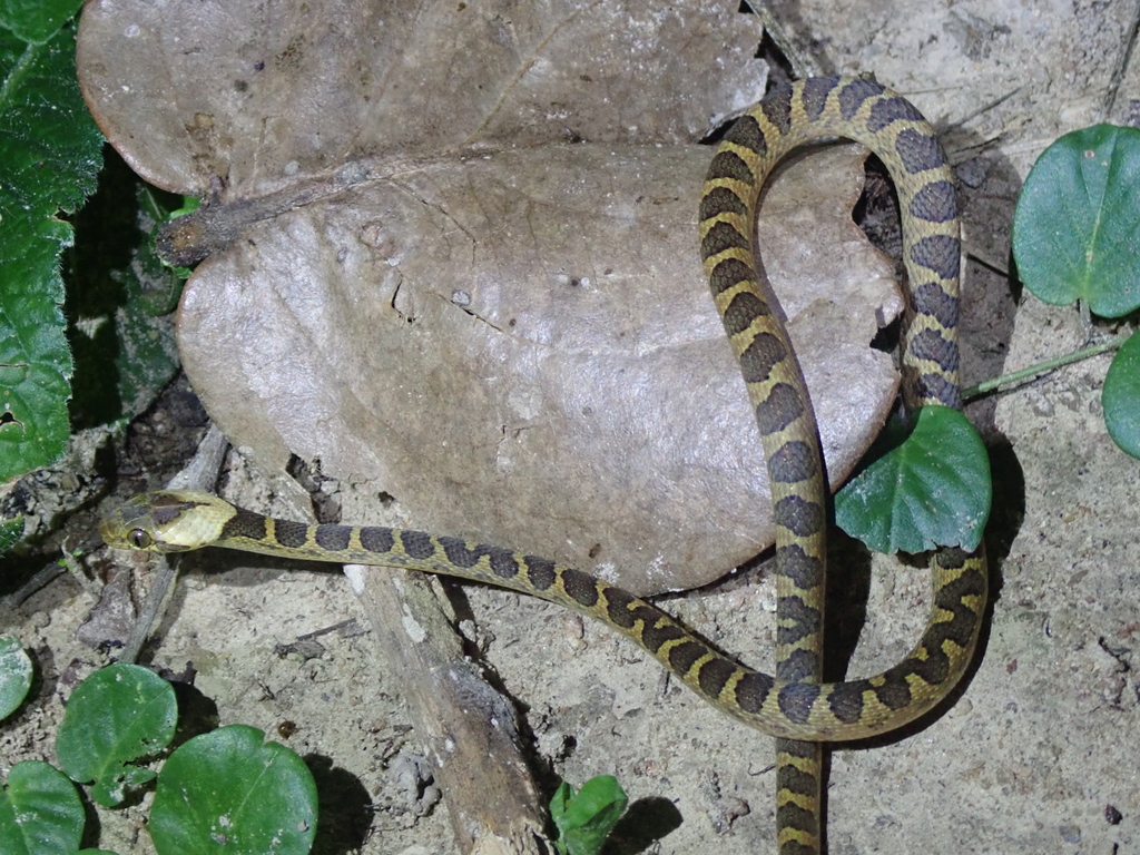 Banded Cat-eyed Snake in January 2021 by Tsssss · iNaturalist