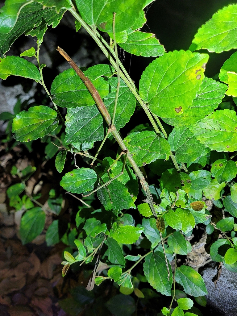 Ramulus rotundus from 雷公田 Tai Lam, New Territories, Tai Lam, 香港 on ...