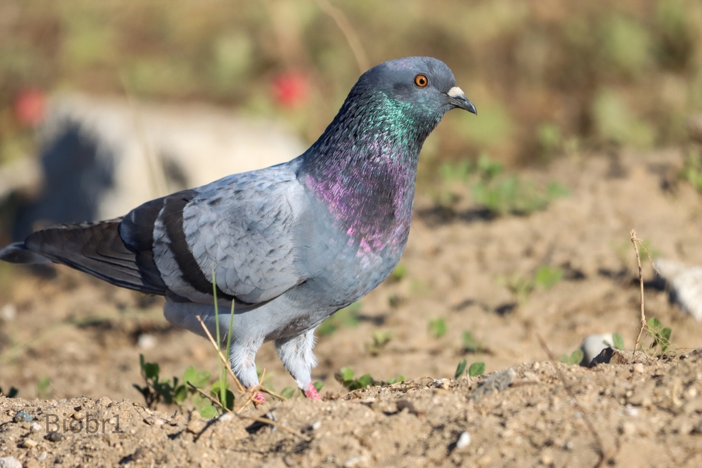 Feral Pigeon from 39899 Gro., México on January 1, 2024 at 03:06 PM by ...