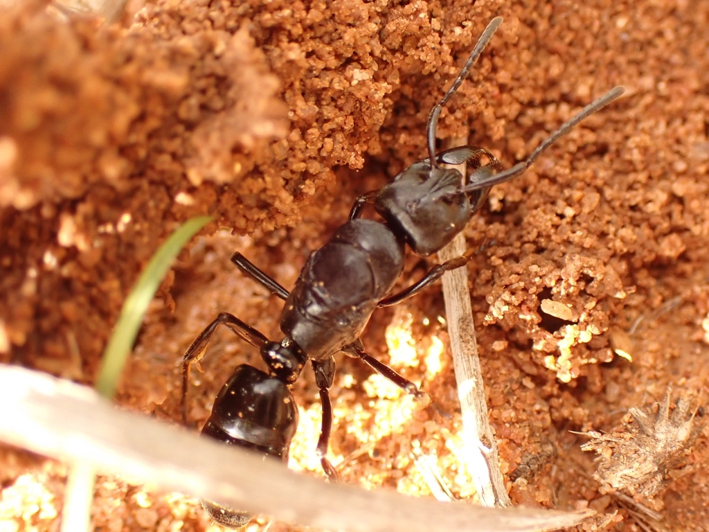 African stink ant from Lephalale Local Municipality, South Africa on ...