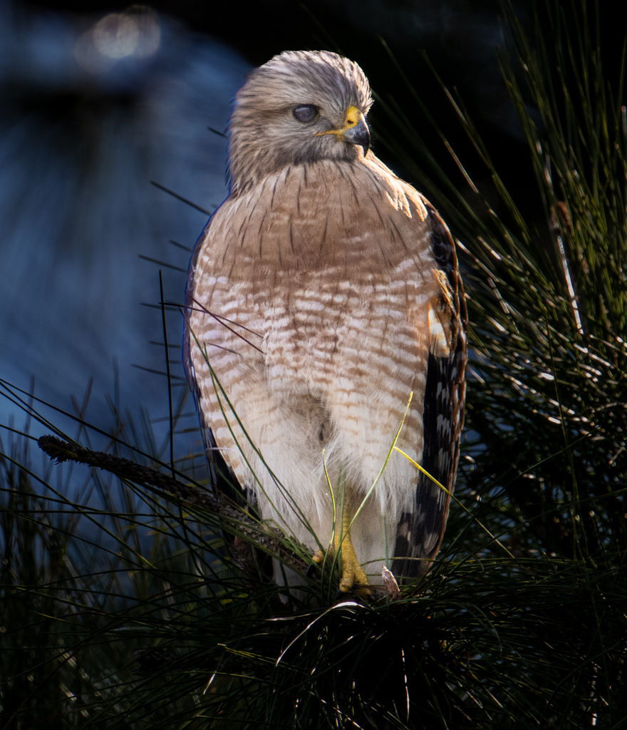 Red-shouldered Hawk from Collier County, FL, USA on January 1, 2024 at ...