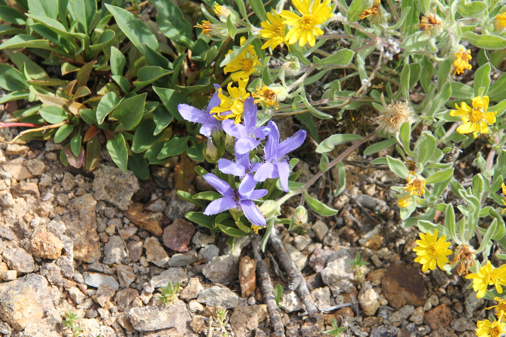 perennial fringed gentian from Grand County, CO, USA on August 17, 2013 ...