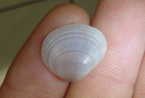 Translation missing: all_taxa.aeretica_euronia (Aeretica euronia ...