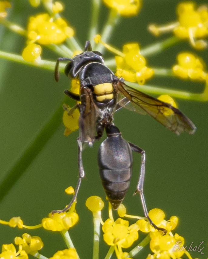 Camoati Wasp from Villa Elvira, Provincia de Buenos Aires, Argentina on ...