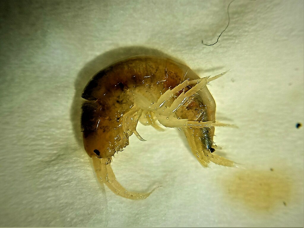 Gammarus uludagi from North Aegean Region, Greece on May 21, 2023 at 05 ...