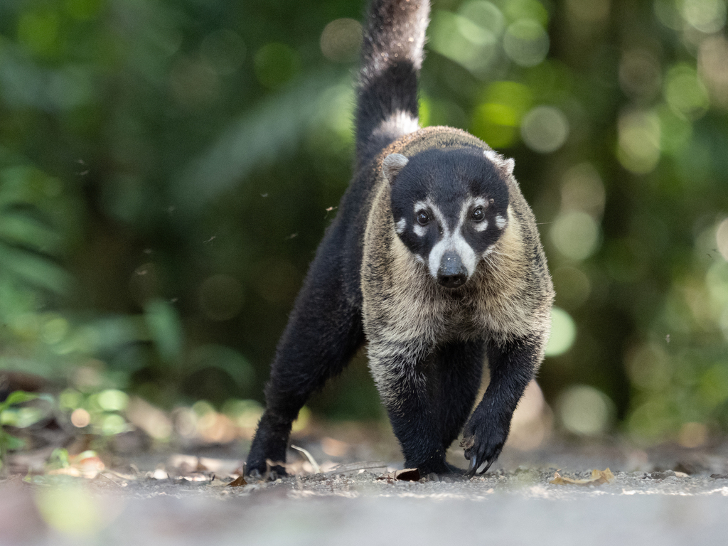White-nosed Coati from 7km north of, Provincia de Alajuela, Boca Tapada ...