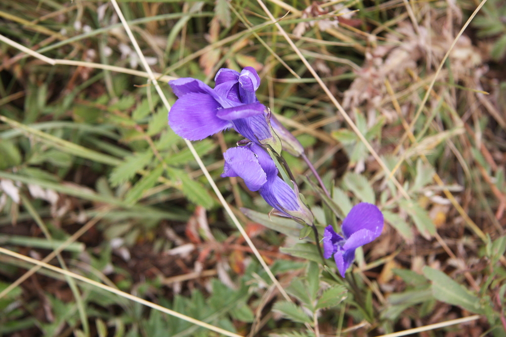 Rocky Mountain Fringed Gentian from Park County, CO, USA on September 7 ...