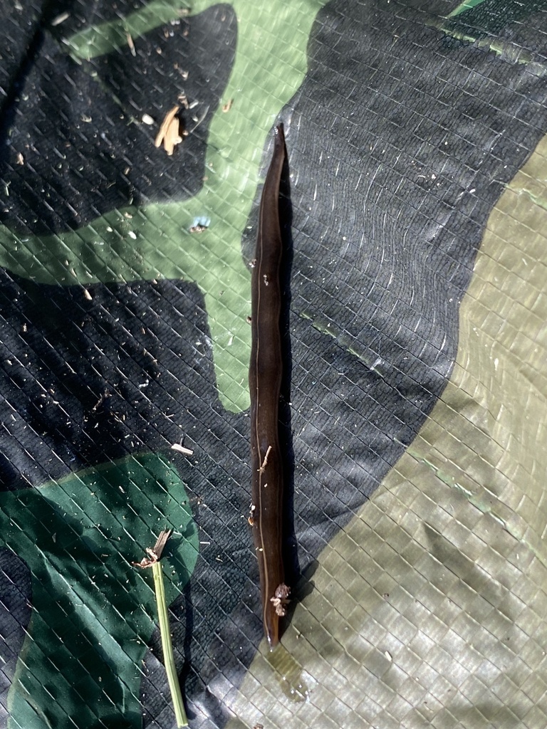 New Guinea Flatworm from Key Largo, Key Largo, FL, US on January 3 ...