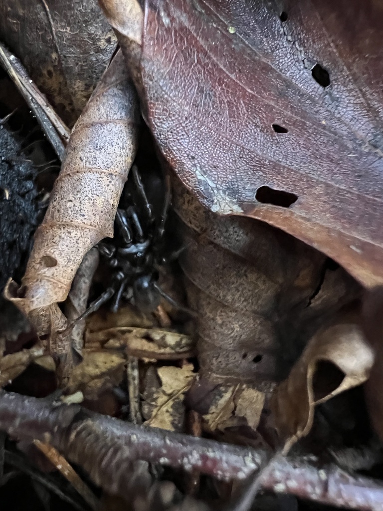Purse-web Spider from Straden, Styria, AT on January 3, 2024 at 11:54 ...