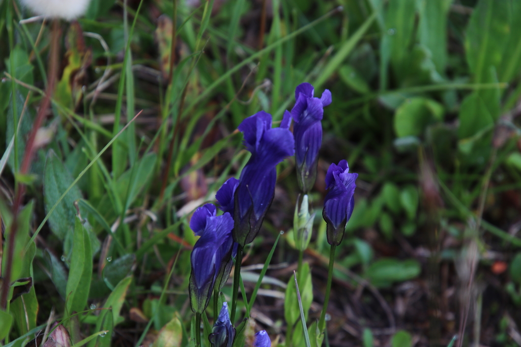 Rocky Mountain Fringed Gentian from Summit County, CO, USA on August 5 ...