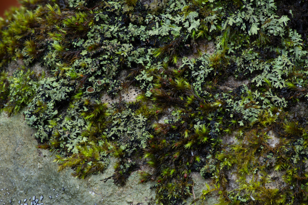 Powder-tipped Shadow Lichen in January 2024 by Stephen Bucklin. sorediate, medulla white ...