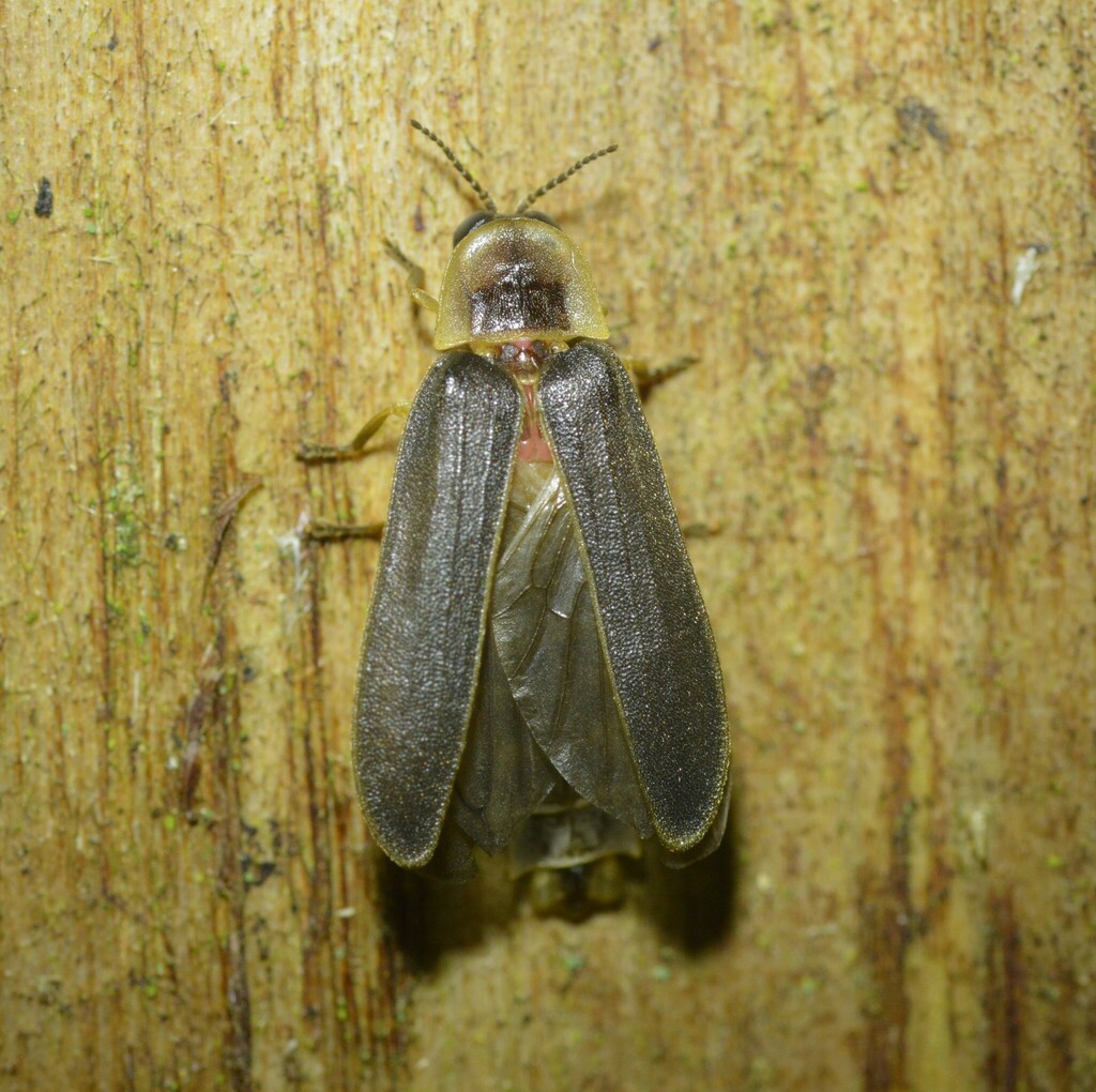 European Glow-worm from 91 Eggolsheim, Deutschland on July 24, 2023 at ...