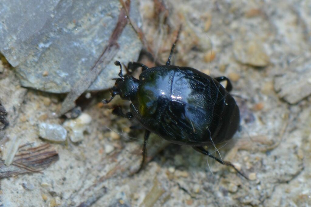 Saprinus from 5070 Frick, Schweiz on June 12, 2020 at 05:18 PM by ...