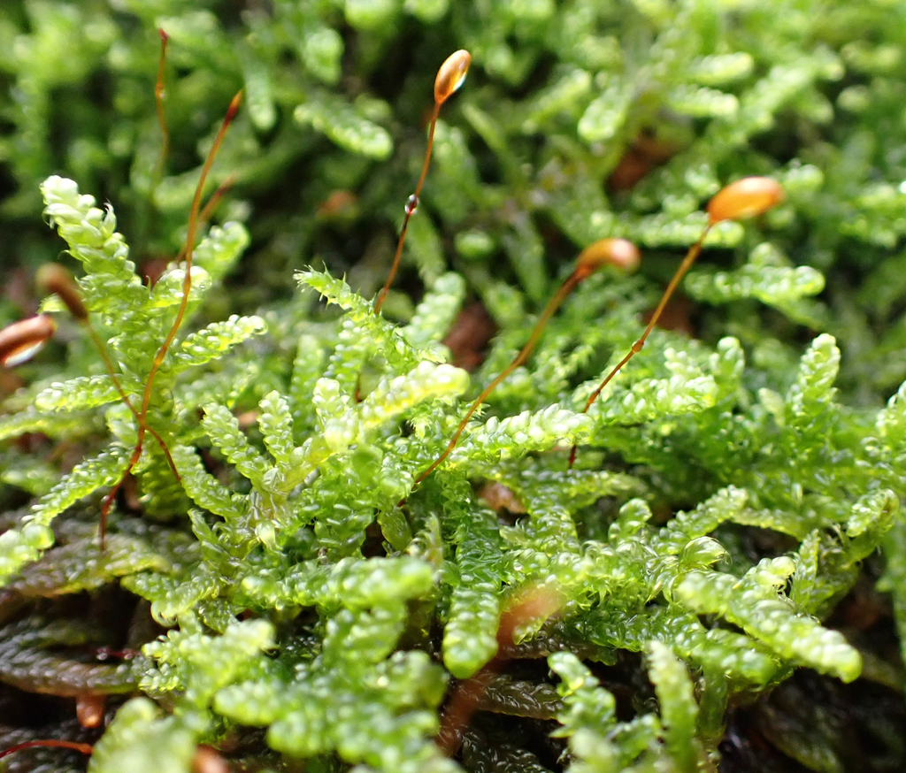 Hypnum from Cheshire East, UK on October 30, 2023 at 01:40 PM by A ...