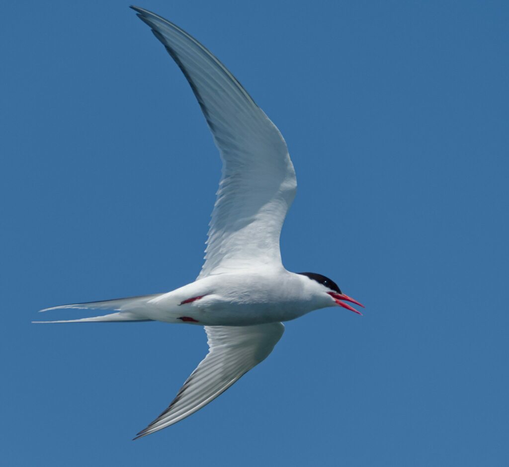 Arctic Tern from Southwest Rural District, NB, Canada on August 6, 2023 ...