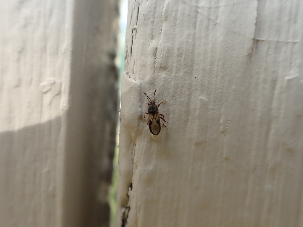 Chinch Bugs from Douglasdale, Calgary, AB T2Z, Canada on May 12, 2023 ...