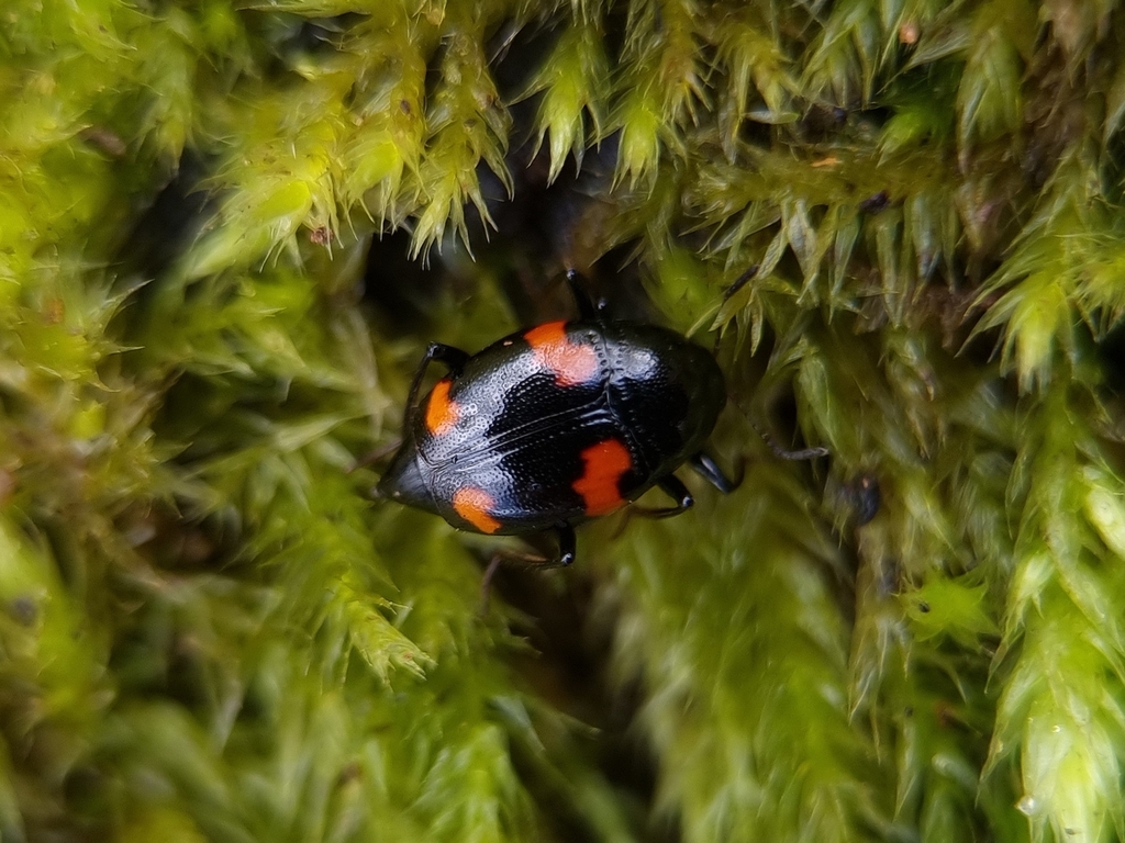 Orange-spotted Scaphidium from Hely: 47,599911, 19,324184 on January 3 ...