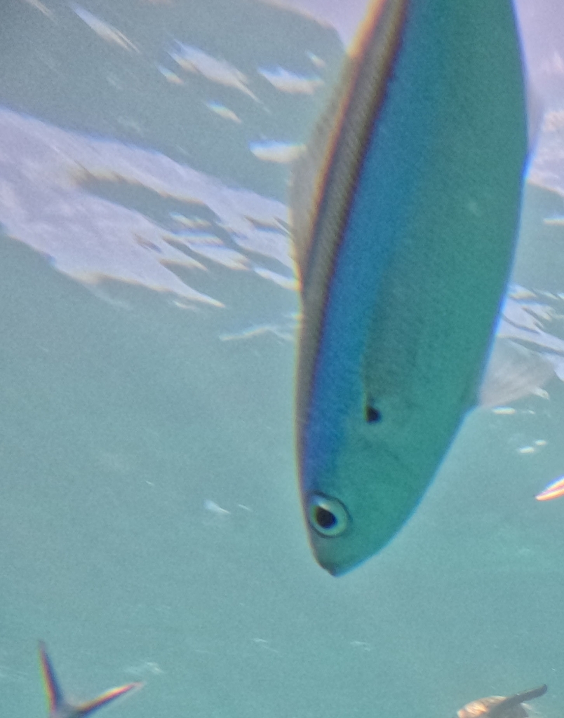 Neon Fusilier from Maldive on January 3, 2024 by Luca Mazzini · iNaturalist