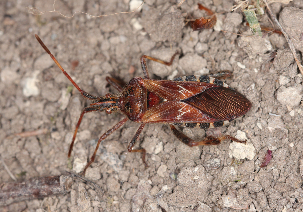 Western Conifer Seed Bug (Coreoidea of the United States) · iNaturalist