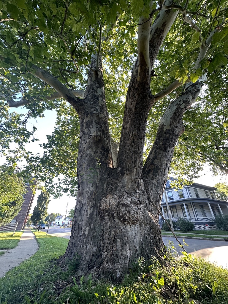American sycamore from S Military Rd, Fond du Lac, WI, US on July 30 ...