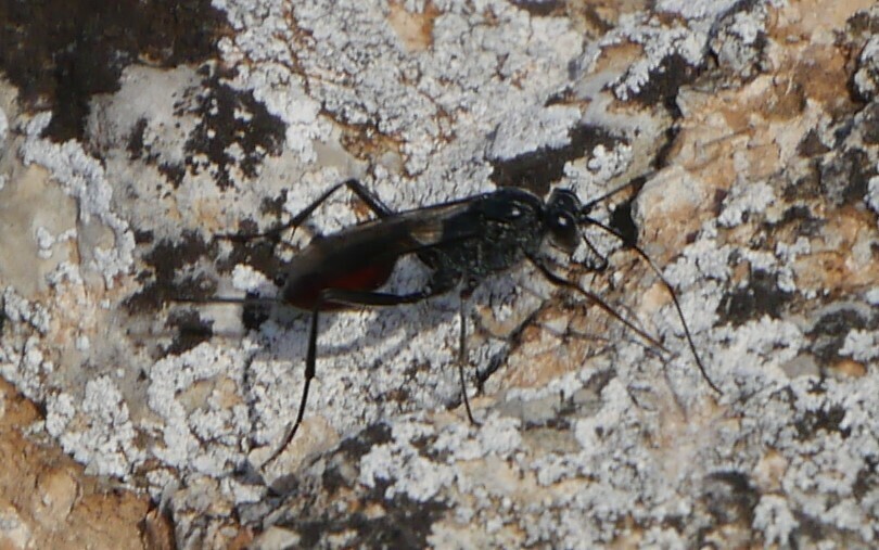 Cryptus albitarsis from Establiments, Norte, Palma, Islas Baleares ...
