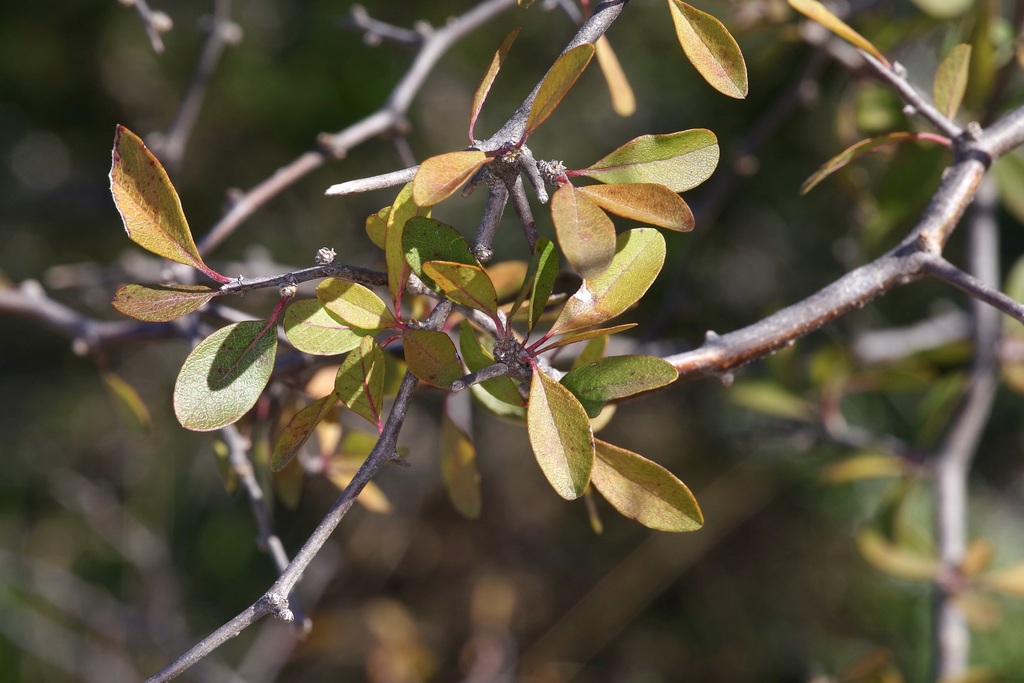 Gum bumelia from Edwards County, TX, USA on December 29, 2023 at 02:40 ...