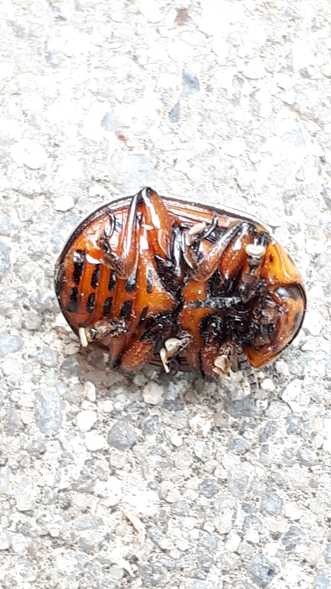 Stuffed Animals & Plushies Kartoffinya the little Potato beetle eleven ...