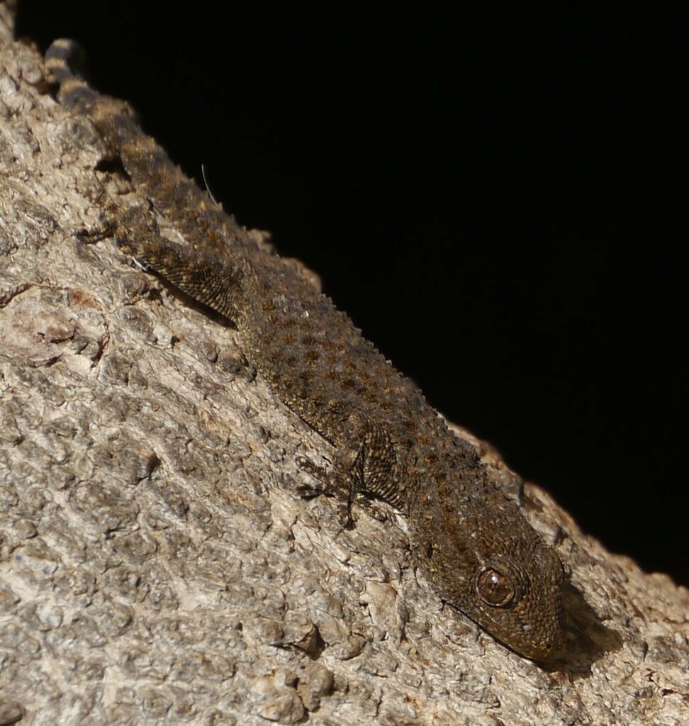Moorish Gecko from Establiments, Norte, Palma, Islas Baleares, España ...